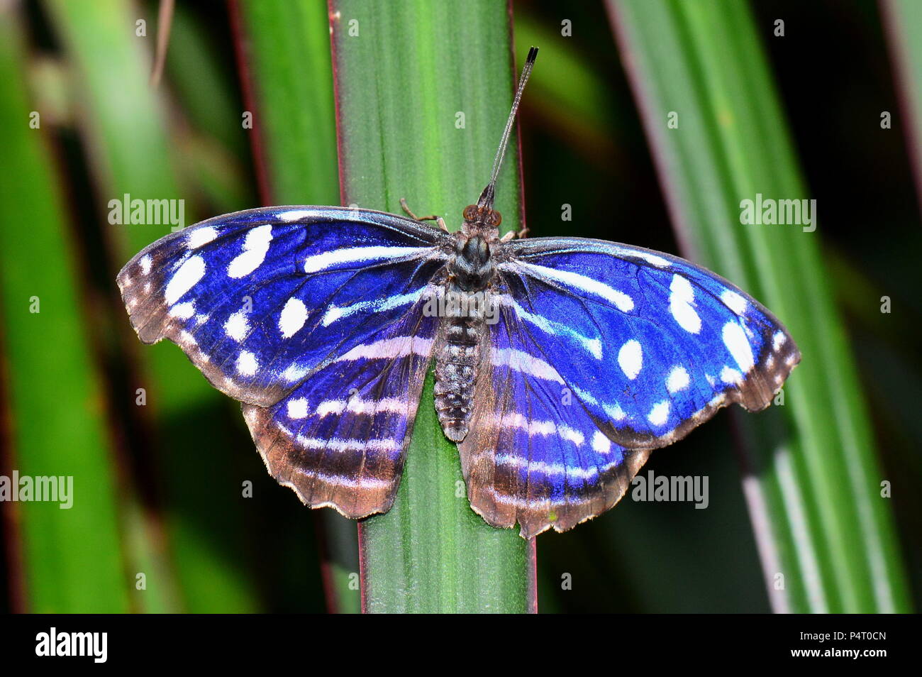 A Blue Wave butterfly aka Cyaniris Bluewing Stock Photo - Alamy
