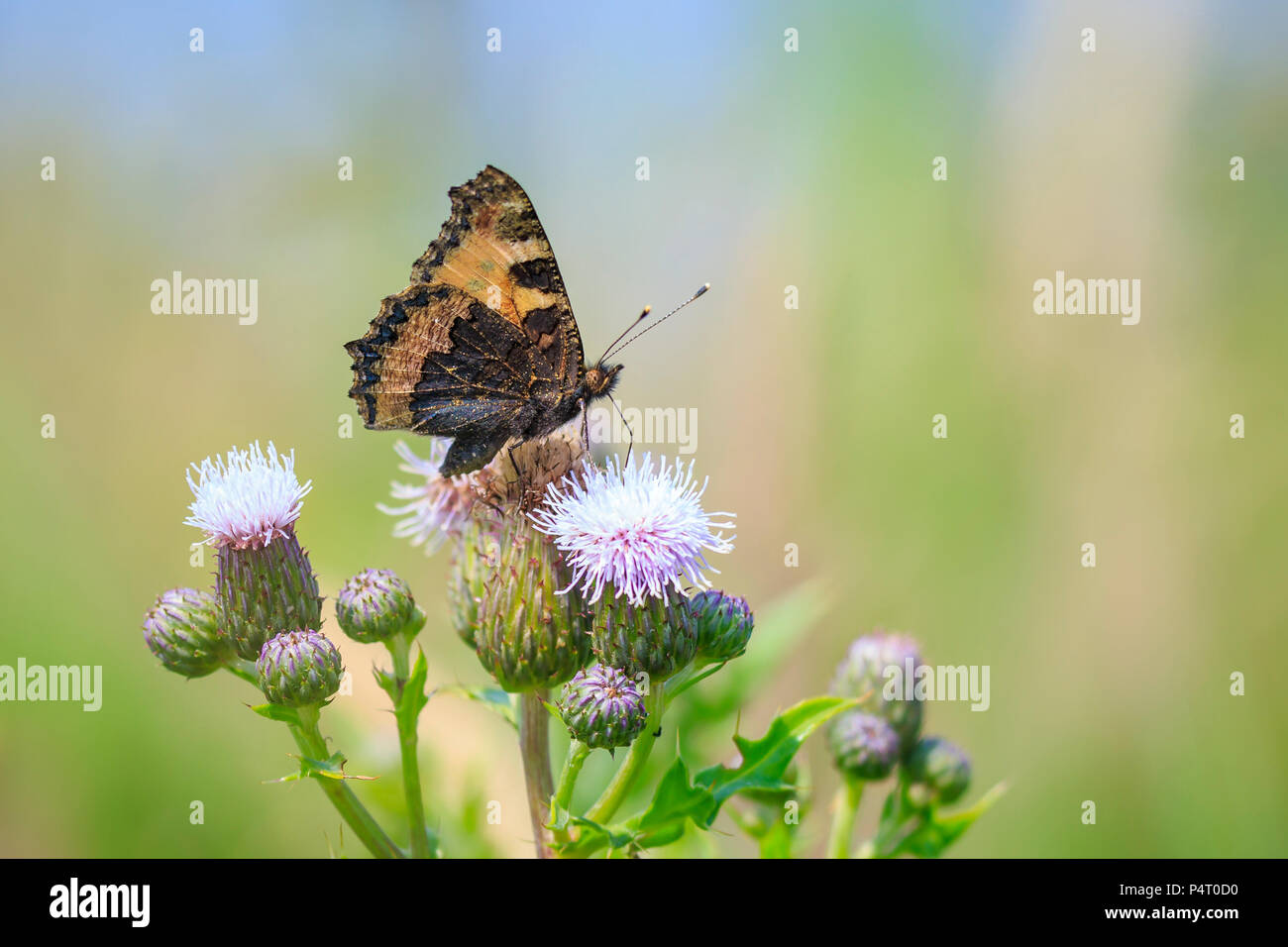 Close-up of the small tortoiseshell (Aglais urticae) butterfly side ...