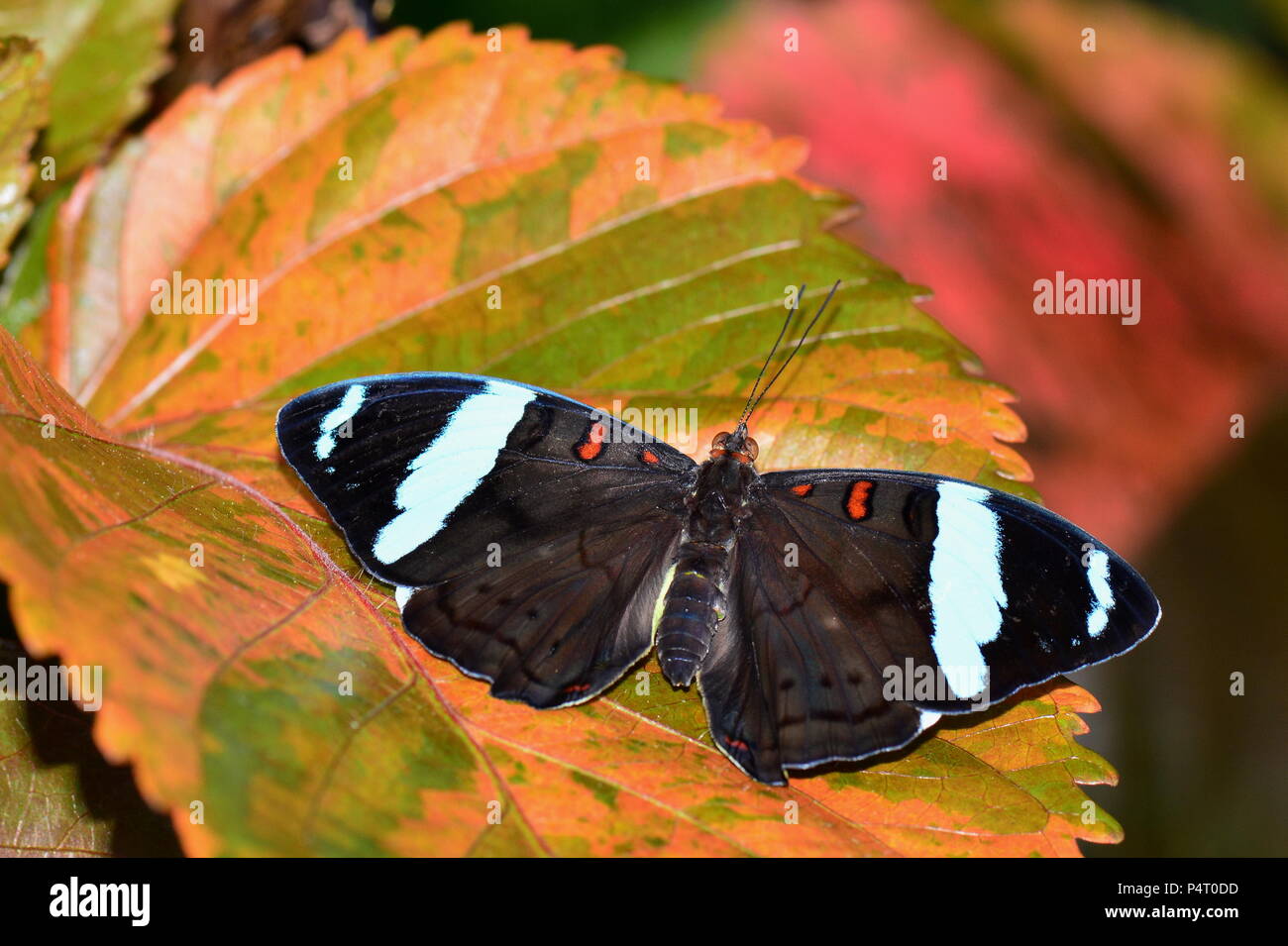 Common olive wing butterfly hi-res stock photography and images - Alamy
