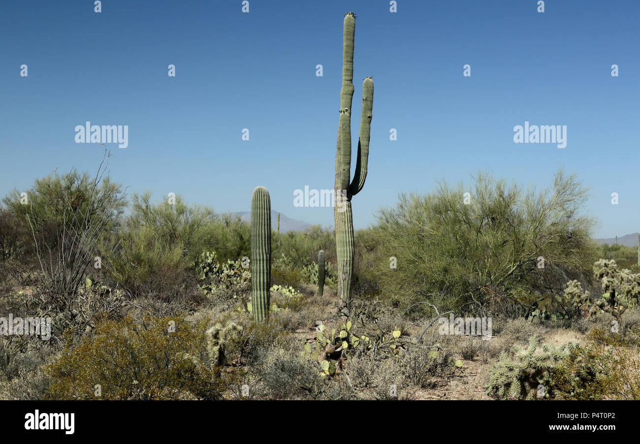 Desert view in southern Arizona on a sunny day Stock Photo - Alamy