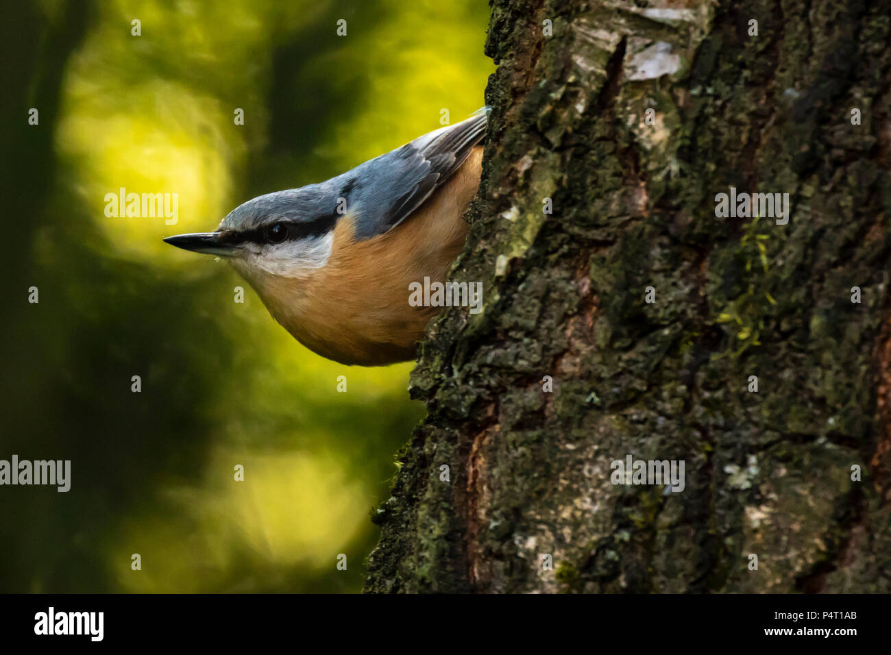 Closeup of a Eurasian nuthatch or wood nuthatch bird (Sitta europaea ...