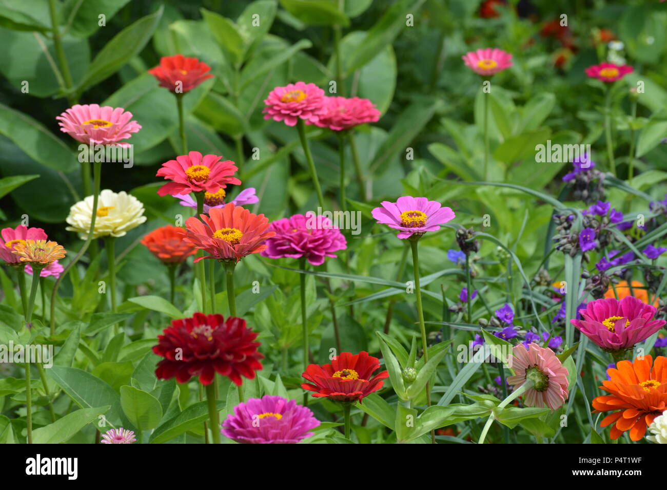 A garden of Zinnia flowers Stock Photo - Alamy