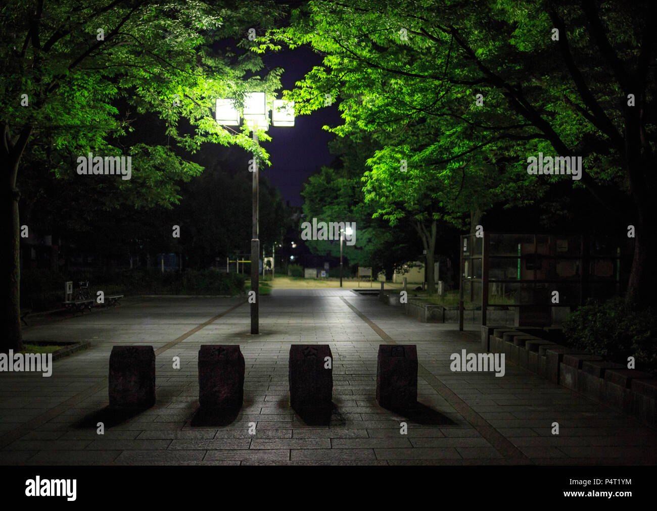 Green trees illuminated in a quiet park at night Stock Photo - Alamy