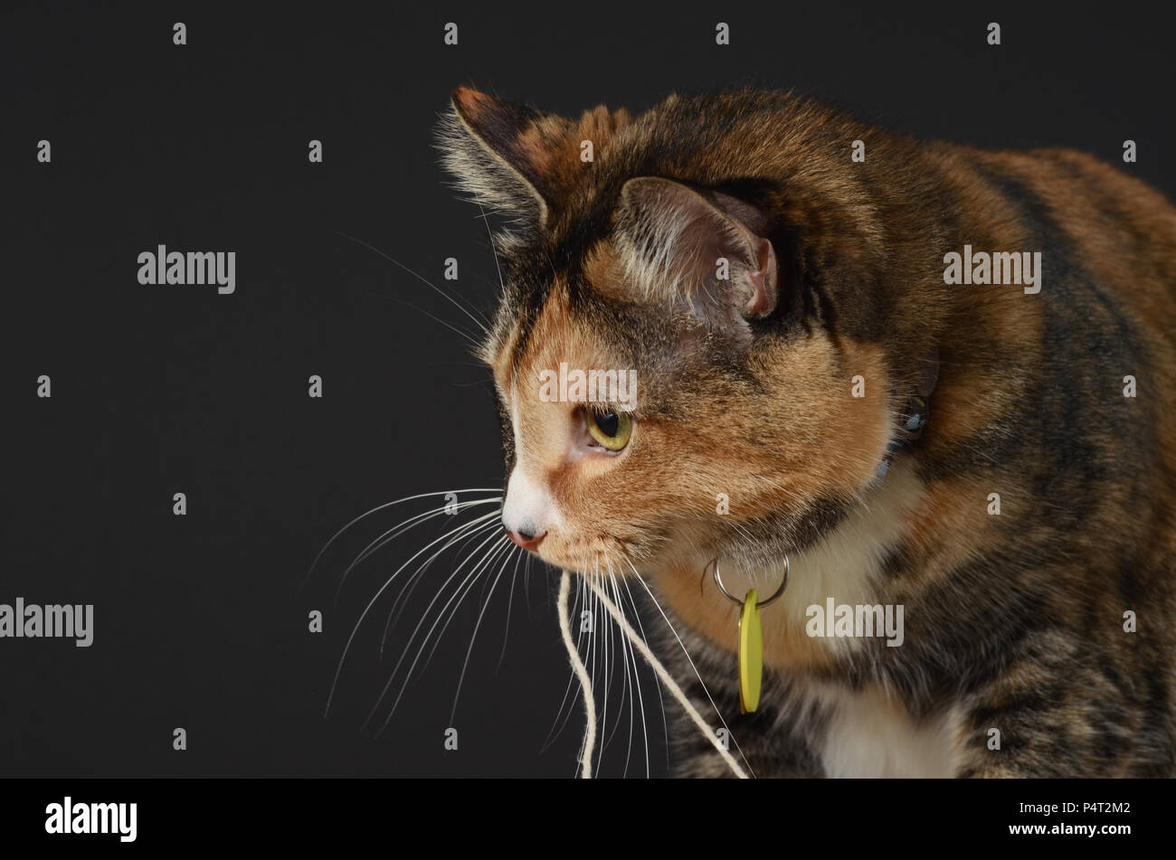 Cat holding a string in her mouth Stock Photo - Alamy