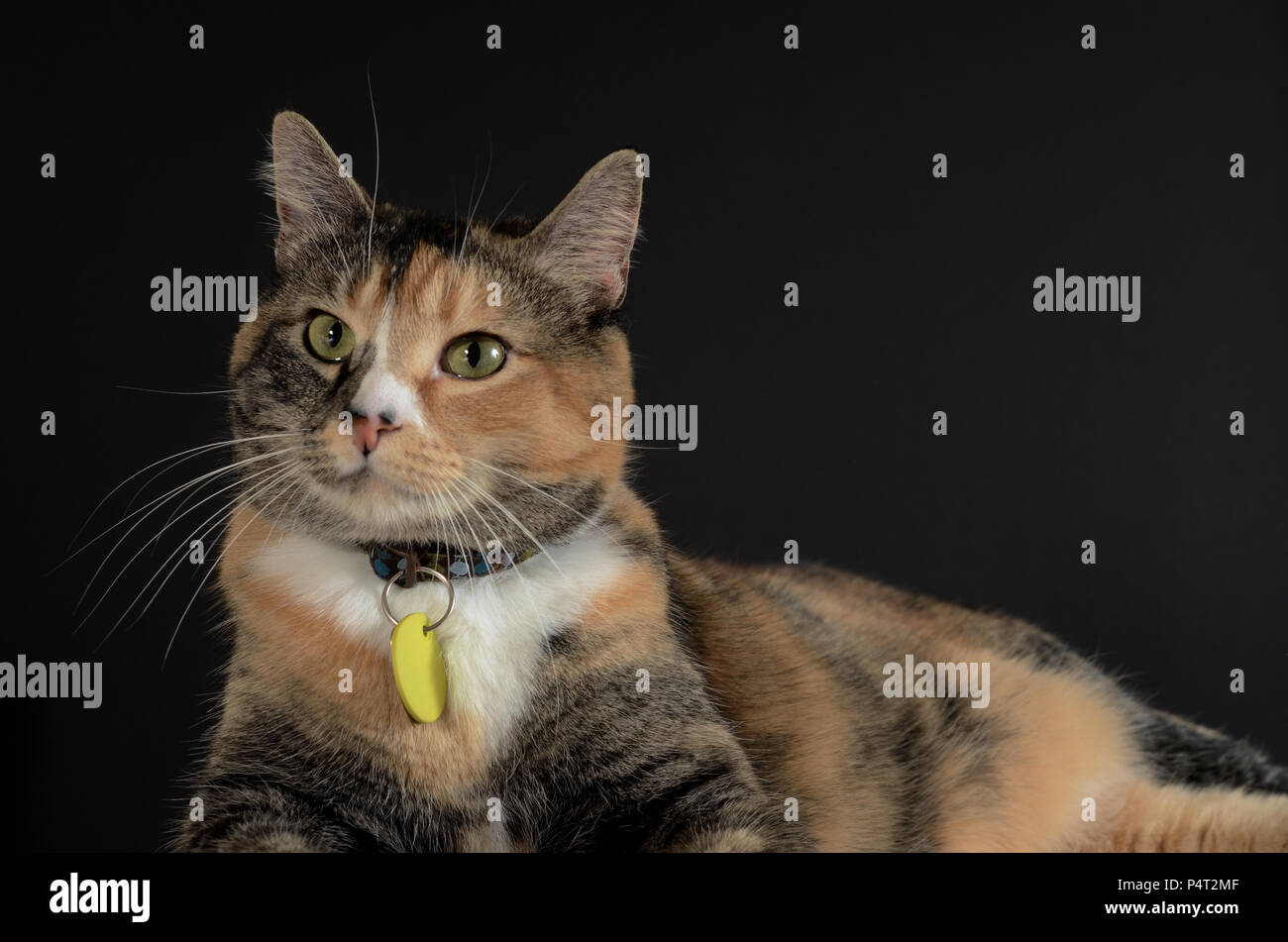 Cat laying down in a relaxed pose Stock Photo - Alamy