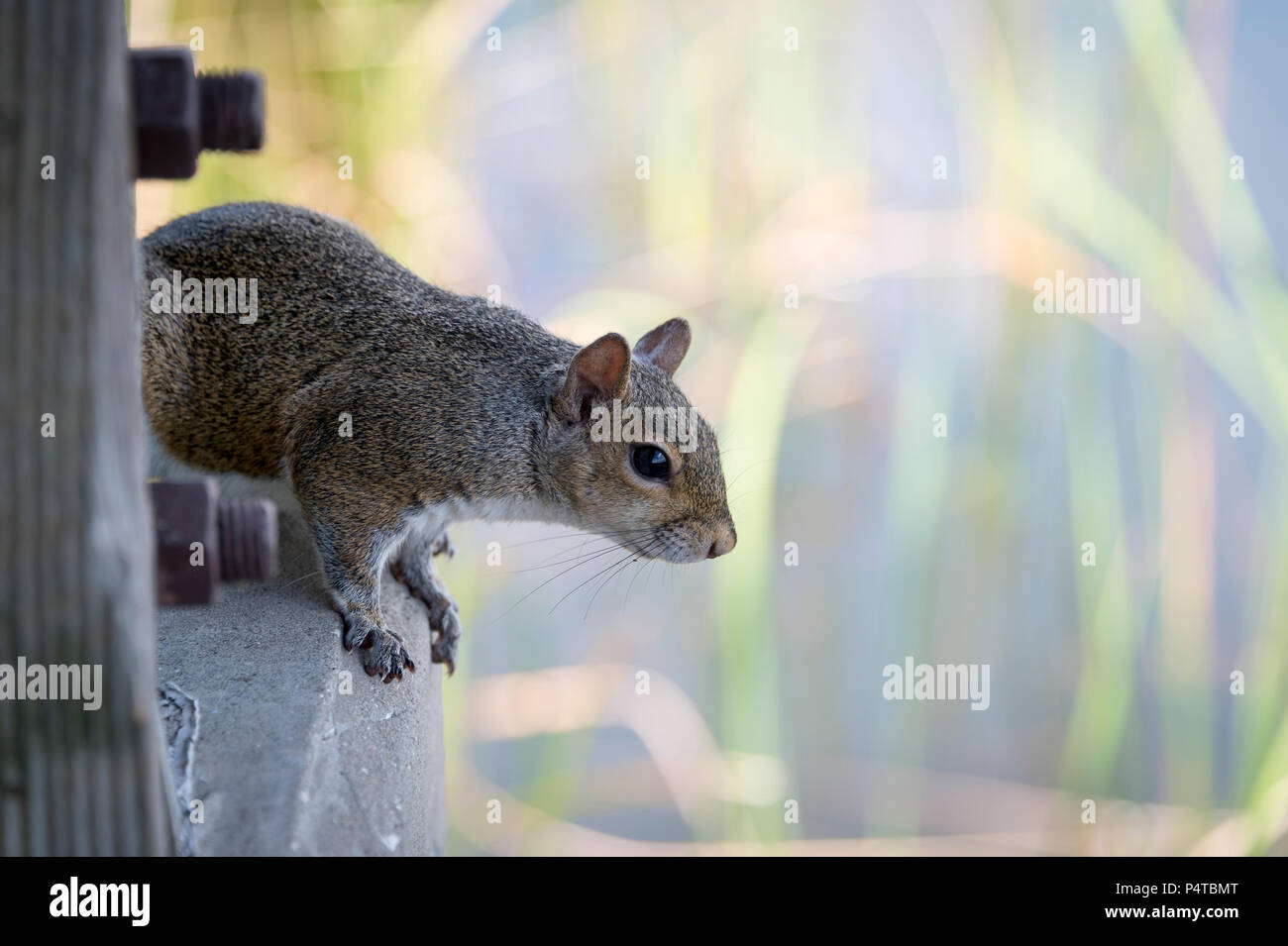 Squirrel close up hi-res stock photography and images - Alamy