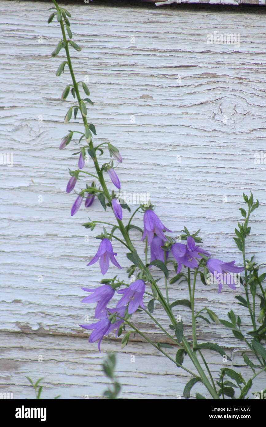 Colorado purple wildflowers Stock Photo - Alamy