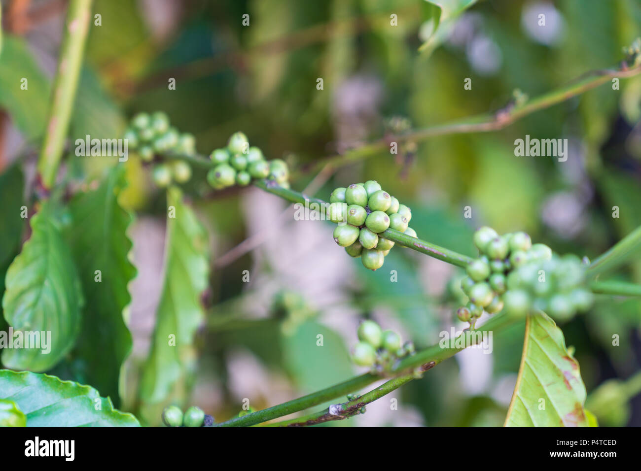 Close up green coffee beans on trees background Stock Photo - Alamy
