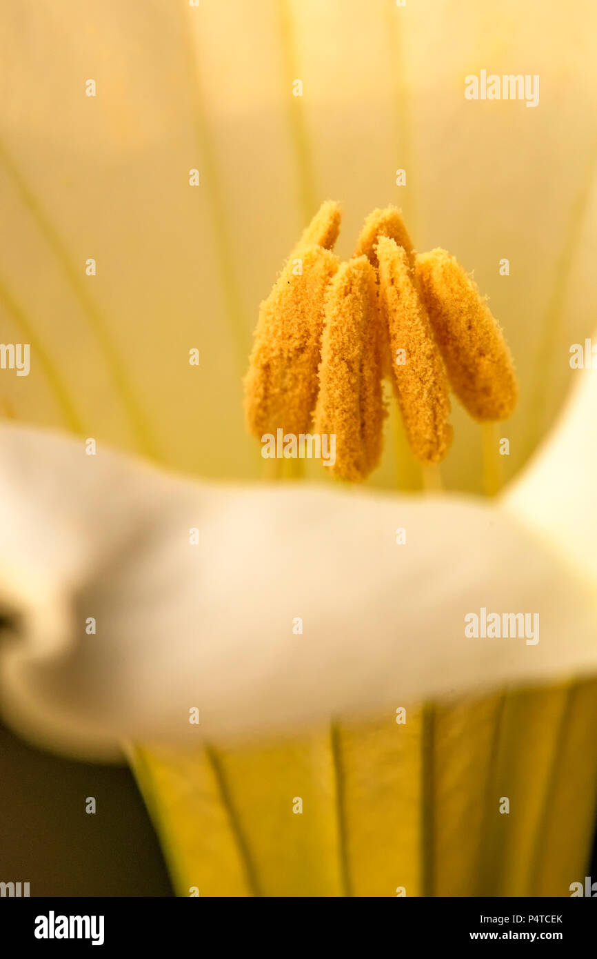 Toloache, pricklyburr, famous holy plant, flower Stock Photo - Alamy
