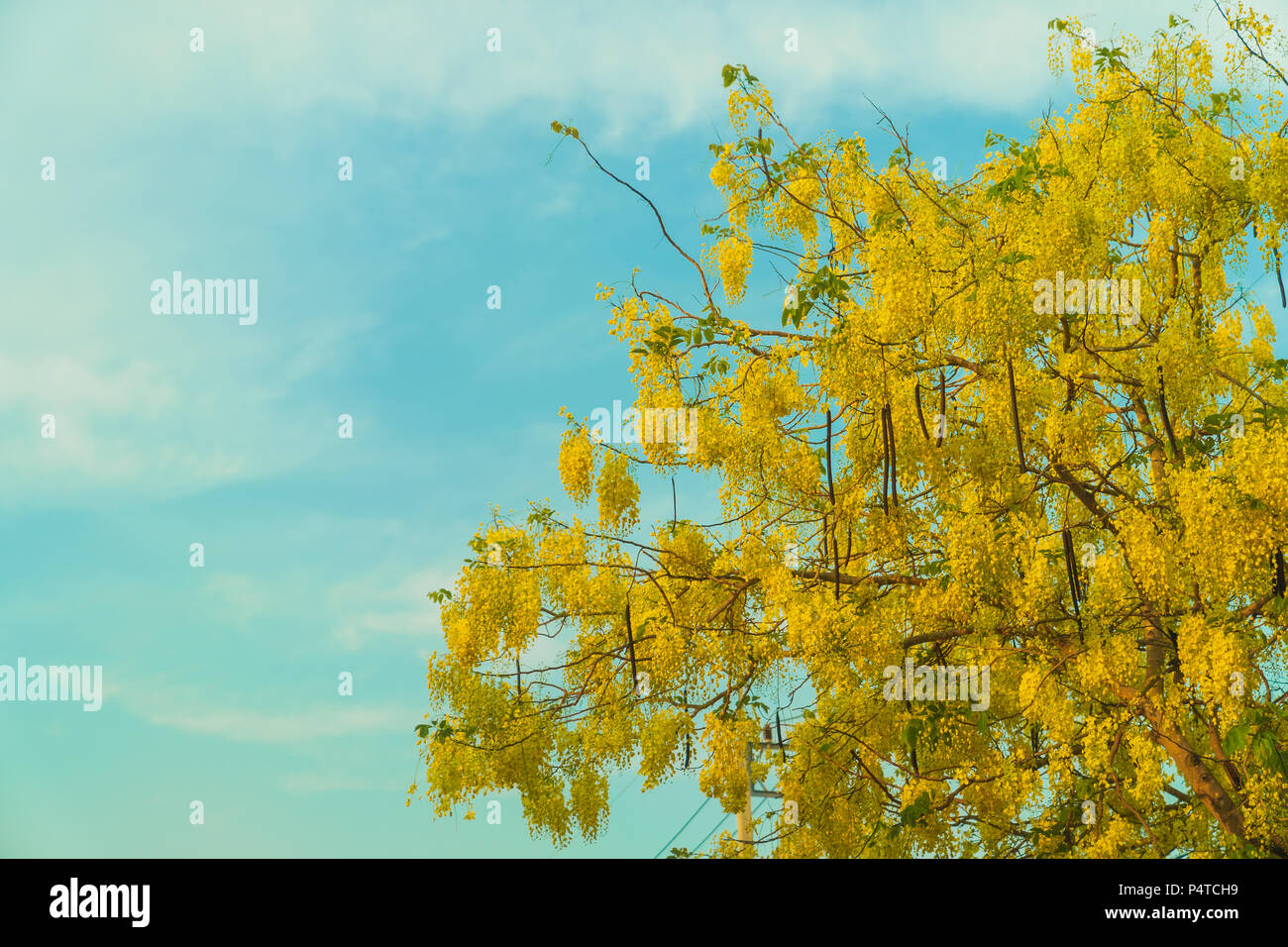 Beautiful cassia fistula flower on white sky background. Asia tree ...