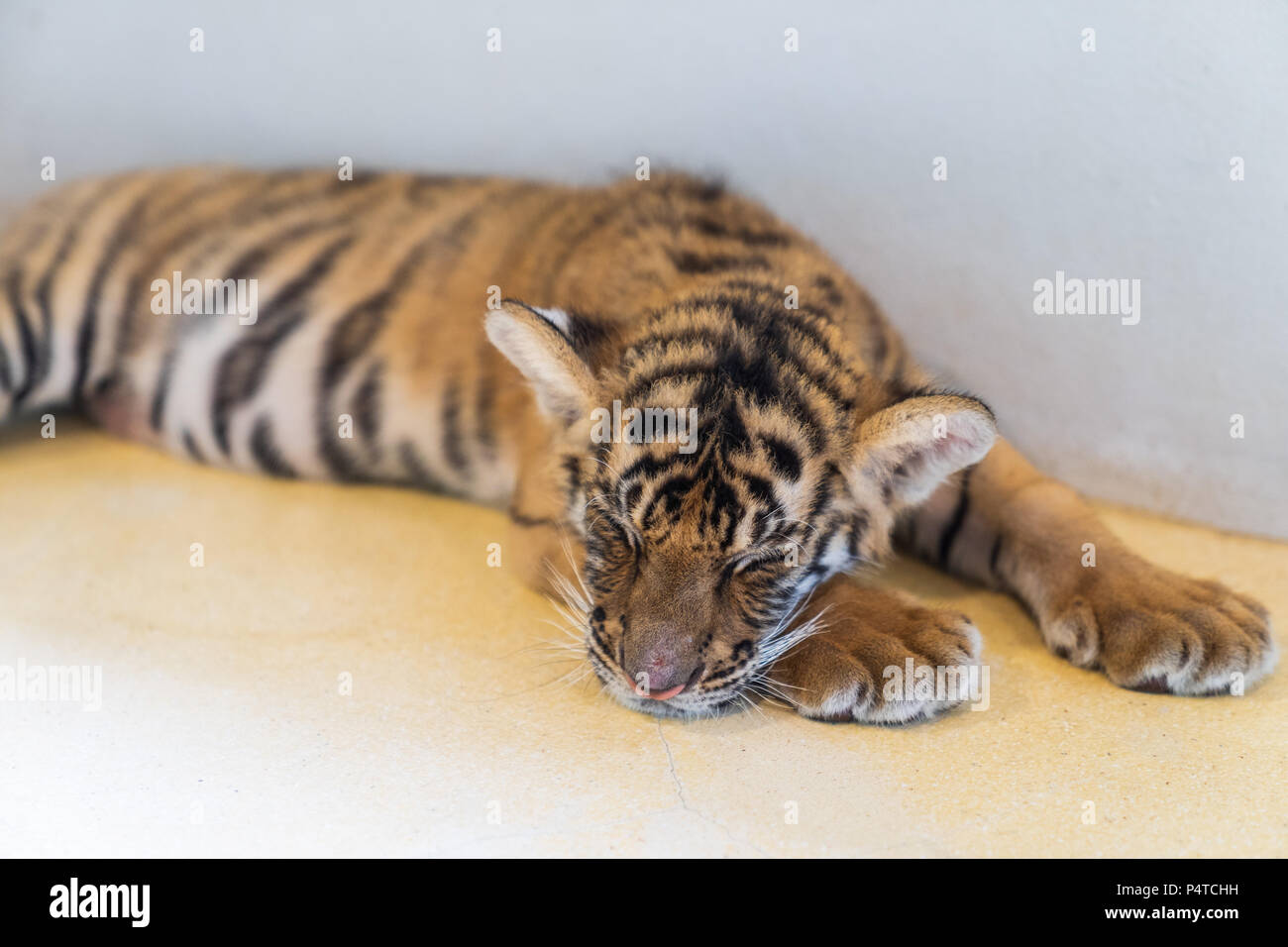 Cute baby tiger sleeping on the park Stock Photo - Alamy