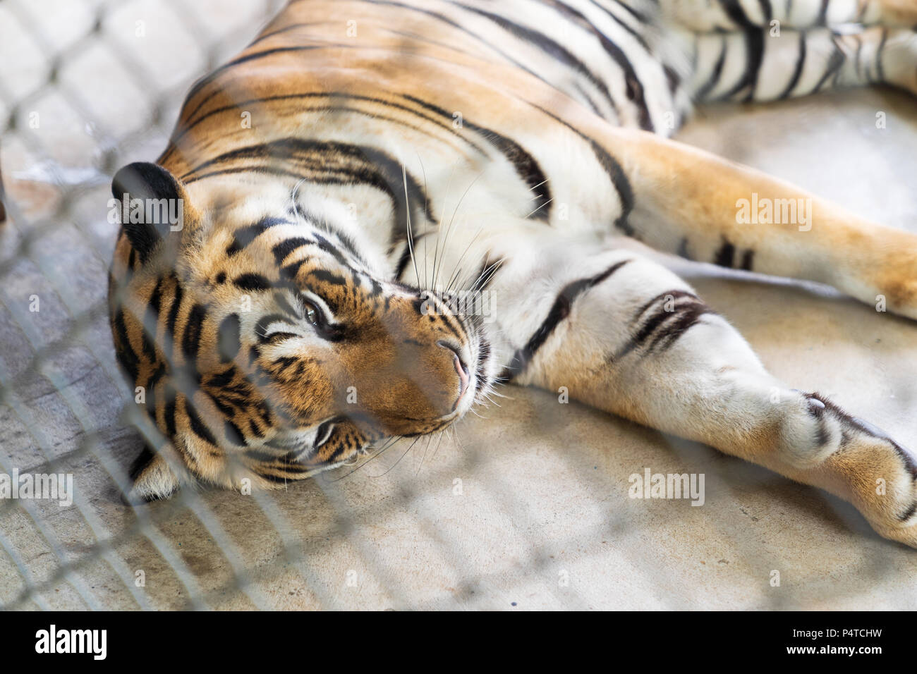 Tiger trapped in a cage hi-res stock photography and images - Alamy