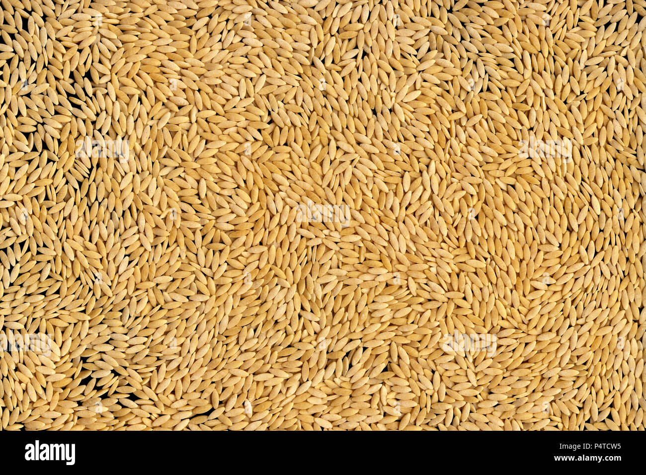 Macaroni figured in the form of grains of cereals Stock Photo - Alamy