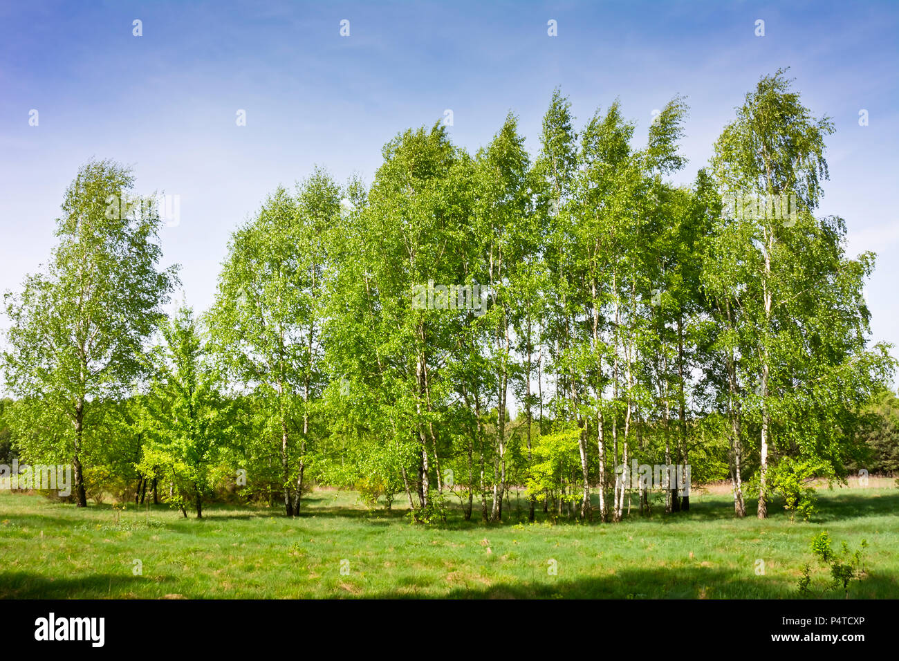 Birch copse in the midst of fields in early spring. Background Stock ...