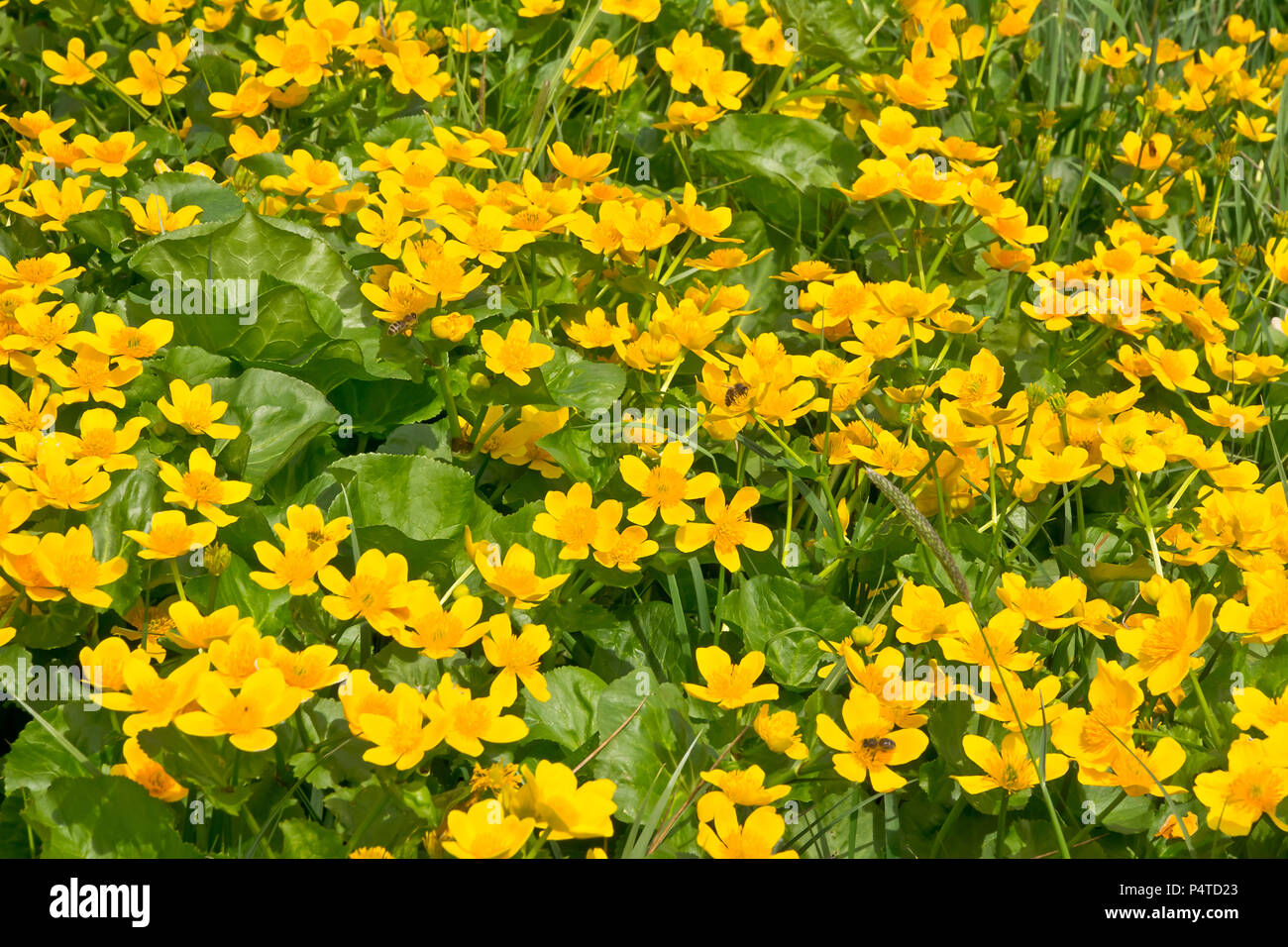 Beautifully blooming marsh-marigolds in early spring. Background Stock ...