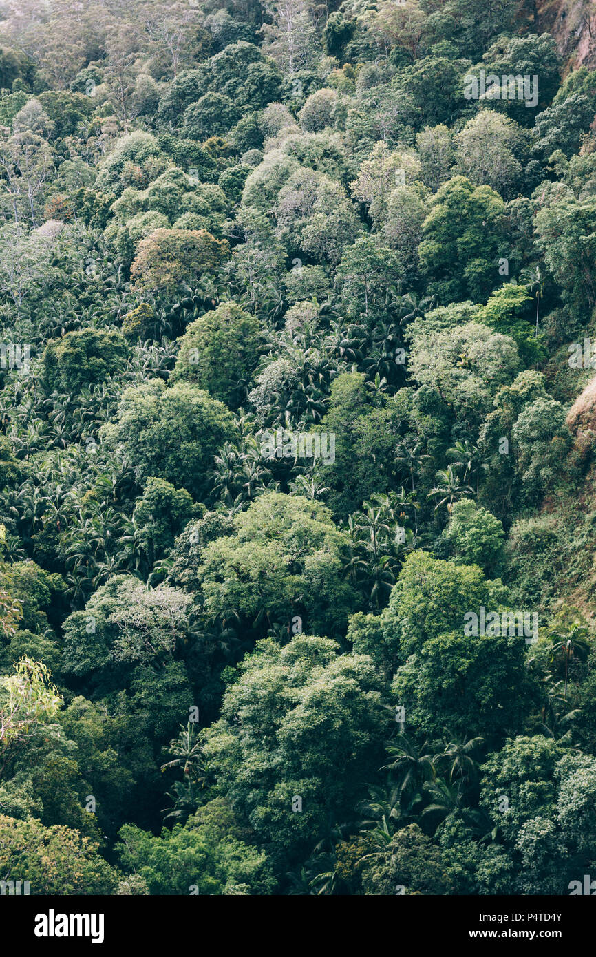 Green trees in Australian forest Stock Photo - Alamy