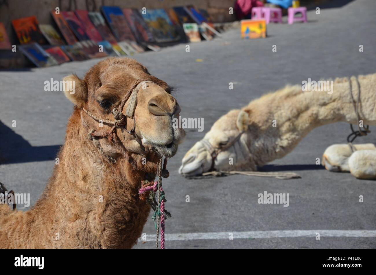 Agadir souk market hi-res stock photography and images - Alamy
