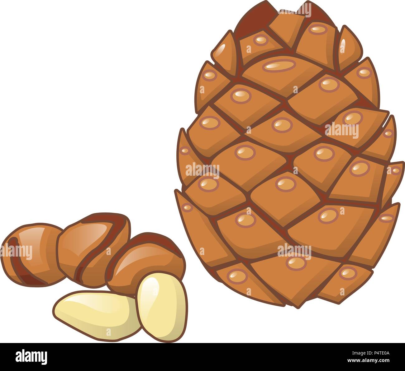 Cedar nut icon, cartoon style Stock Vector Image & Art - Alamy