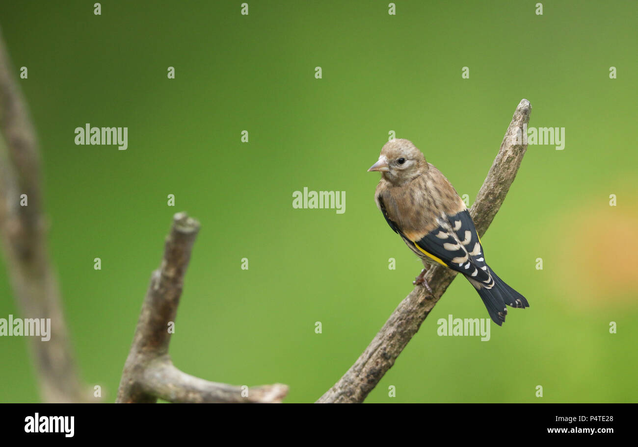 Baby goldfinch hi-res stock photography and images - Alamy