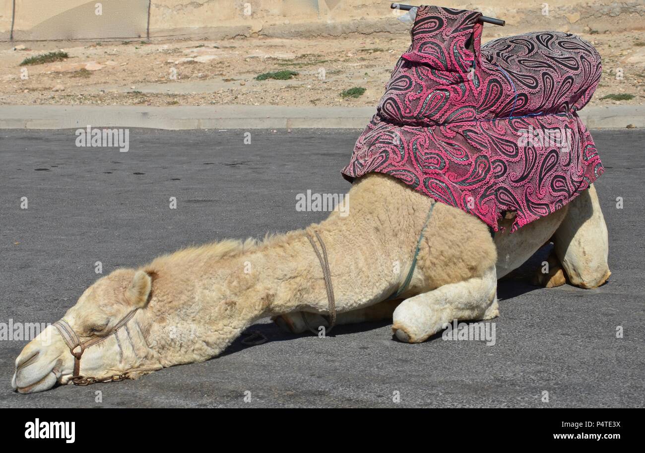 Camel Sleeping High Resolution Stock Photography and Images - Alamy