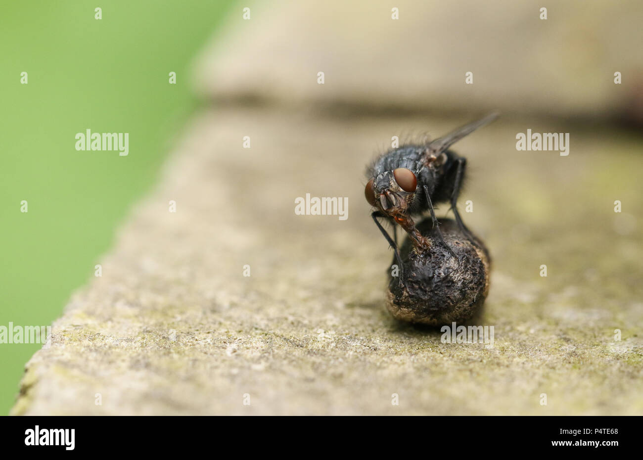 Flesh eating fly hi-res stock photography and images - Alamy