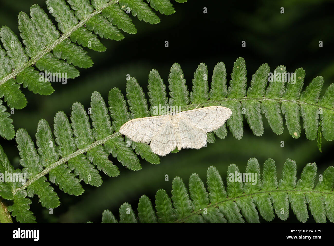 A pretty Riband Wave Moth (Idaea aversata) perching on a fern leaf ...