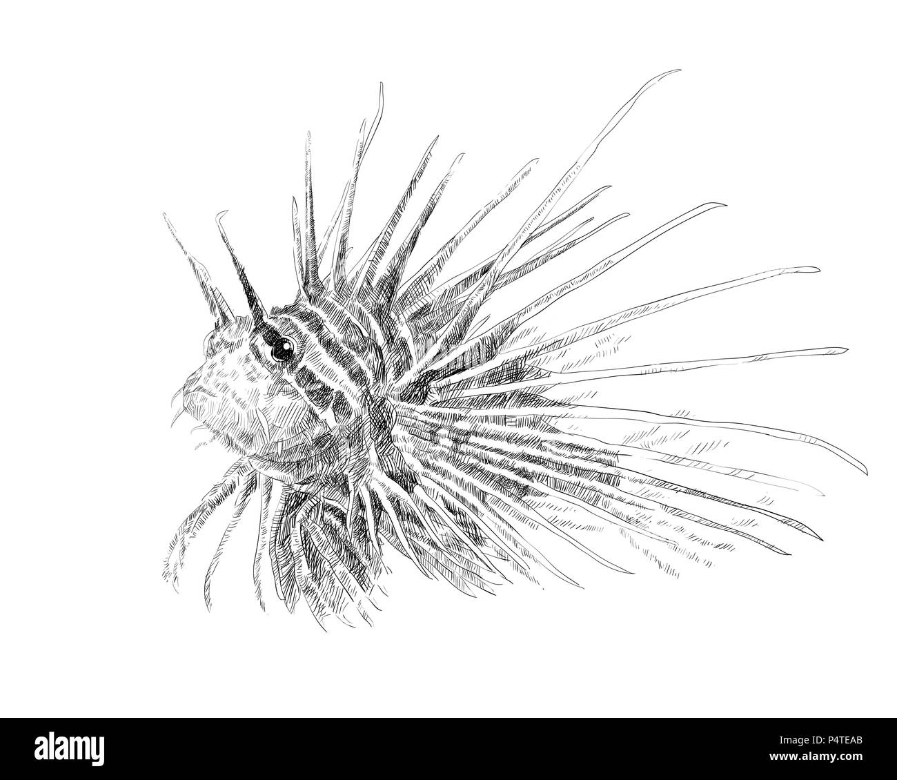Drawing of lionfish on white background, vector illustration Stock ...