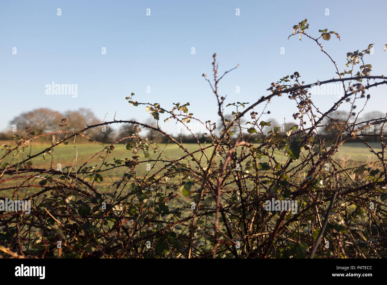 Uk farm and hedge and field hi-res stock photography and images - Alamy