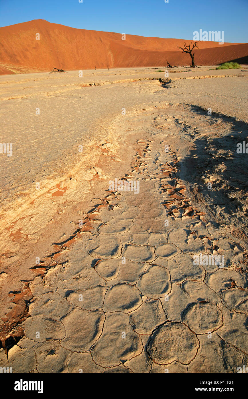 Desert landscape with cracked mud, dead tree and red sand dunes ...