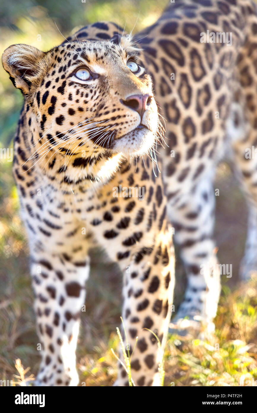 Leopard in the bush in a safari park Stock Photo - Alamy