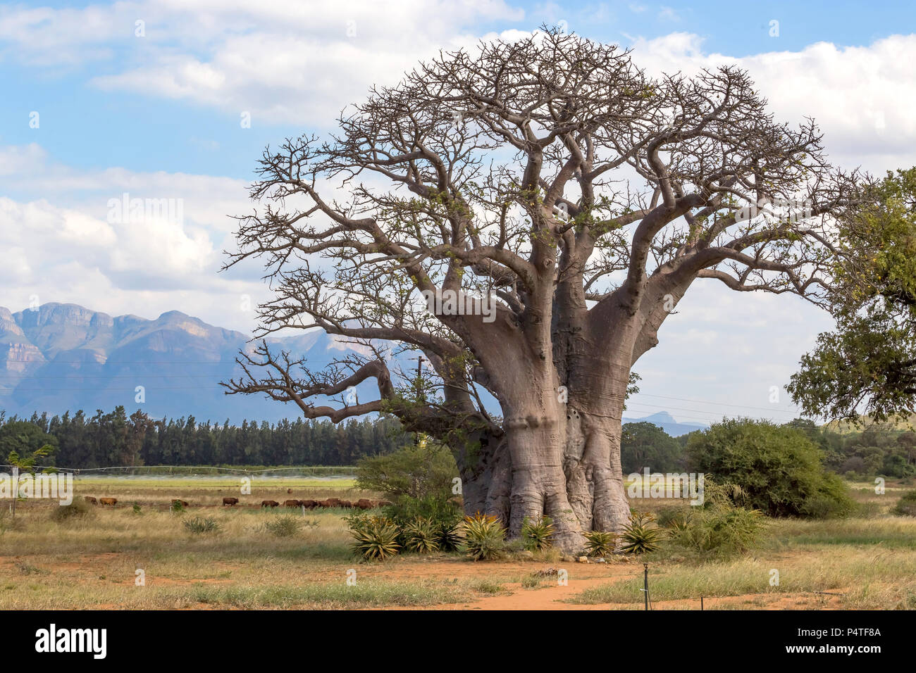 Baobab tree with mountain view in background Stock Photo - Alamy