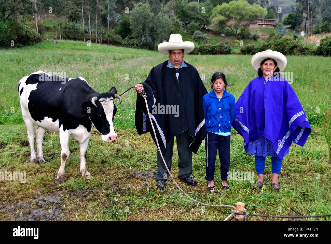 Peruvian woman cow hi-res stock photography and images - Alamy