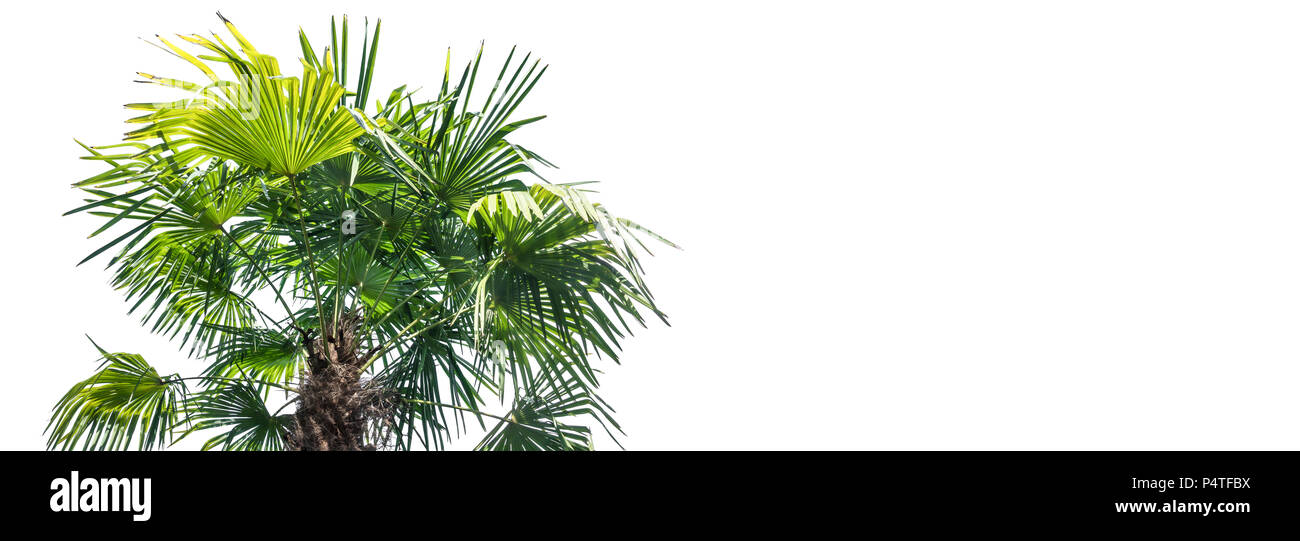 isolated palm tree in sunshine Stock Photo - Alamy