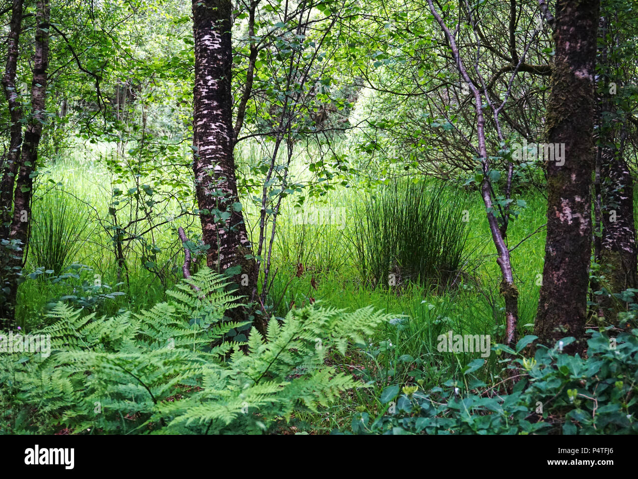 Irish bog oak hi-res stock photography and images - Alamy