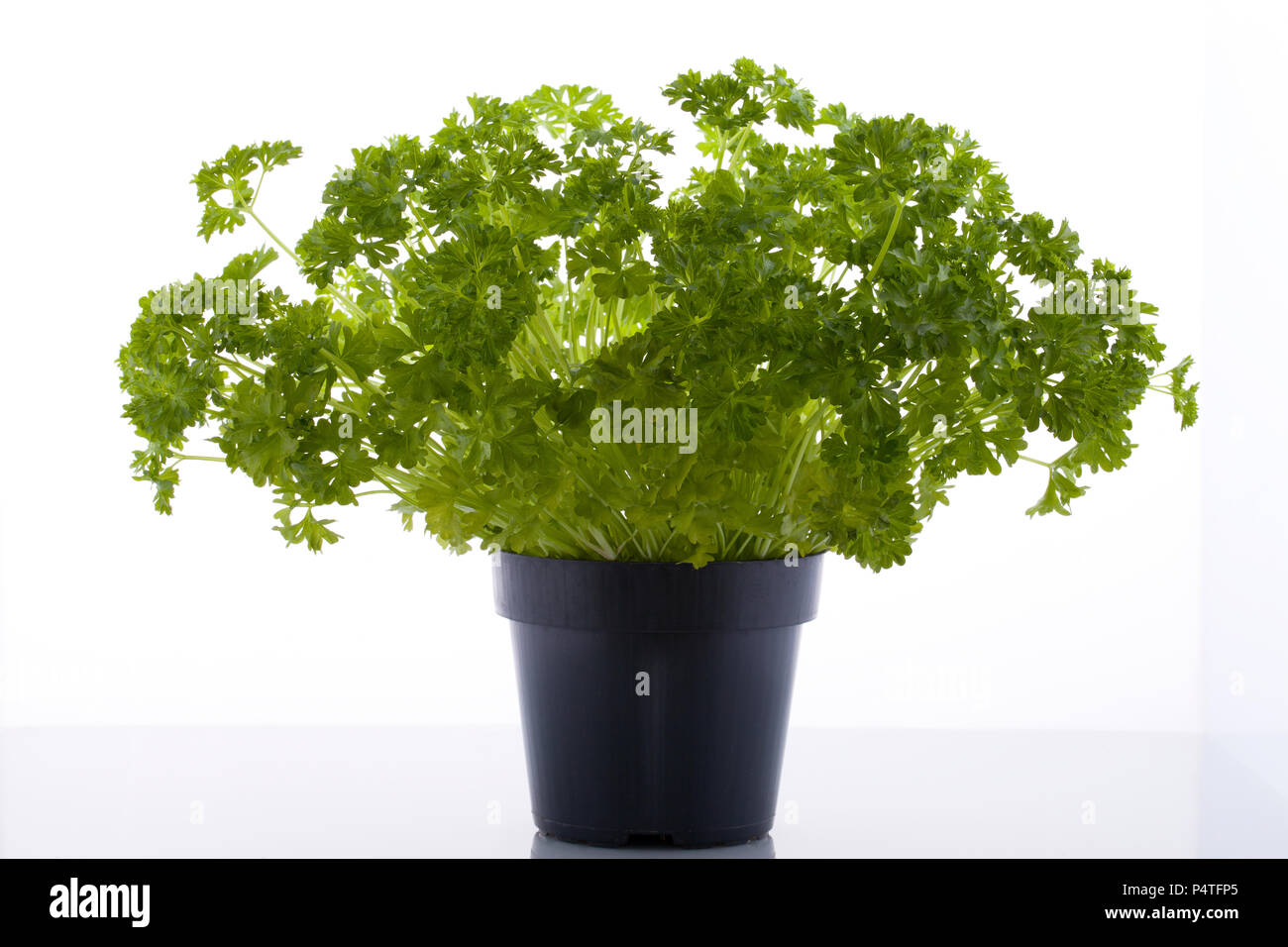 Poster parsley hi-res stock photography and images - Alamy