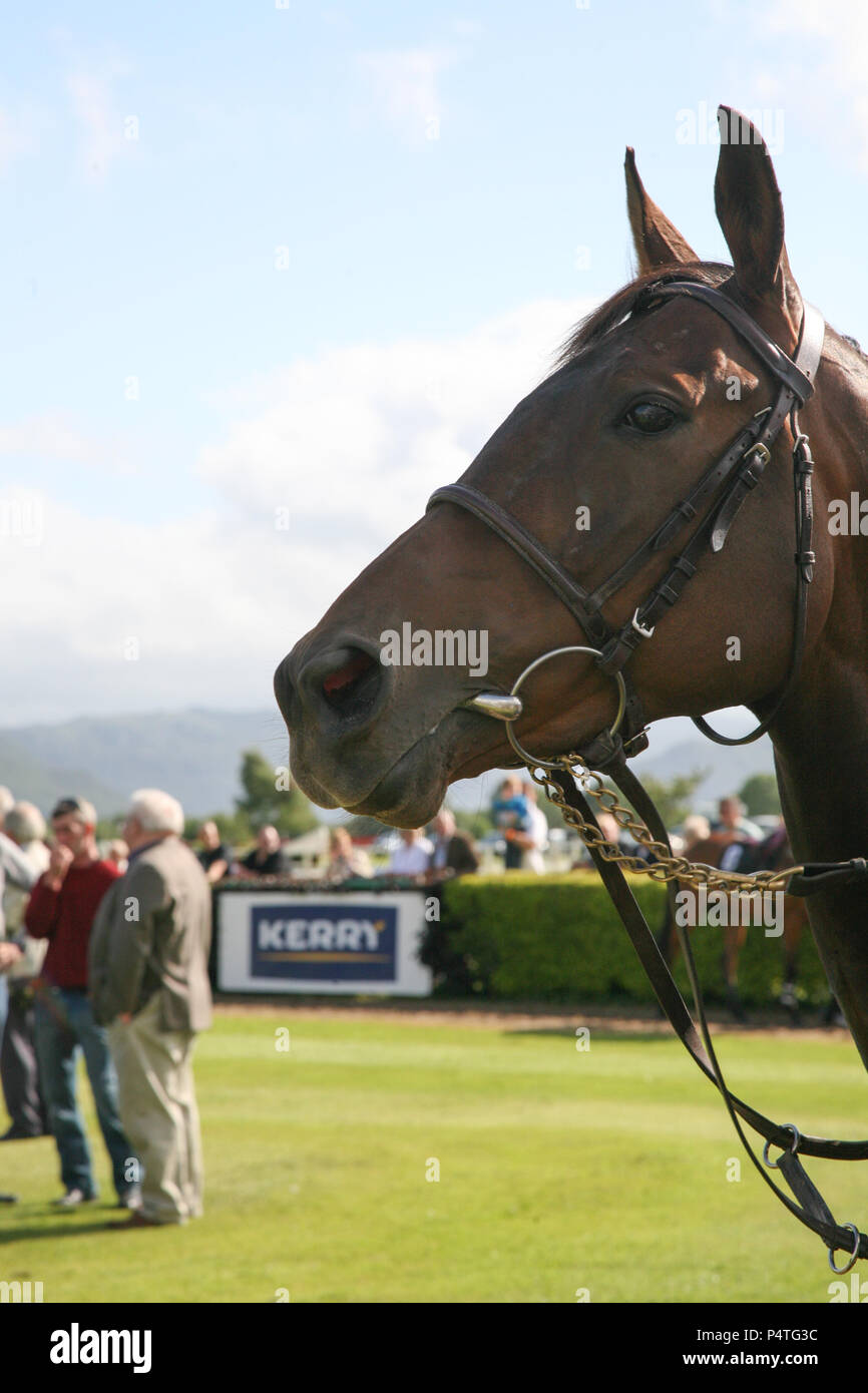 Horse parade ring hi-res stock photography and images - Alamy