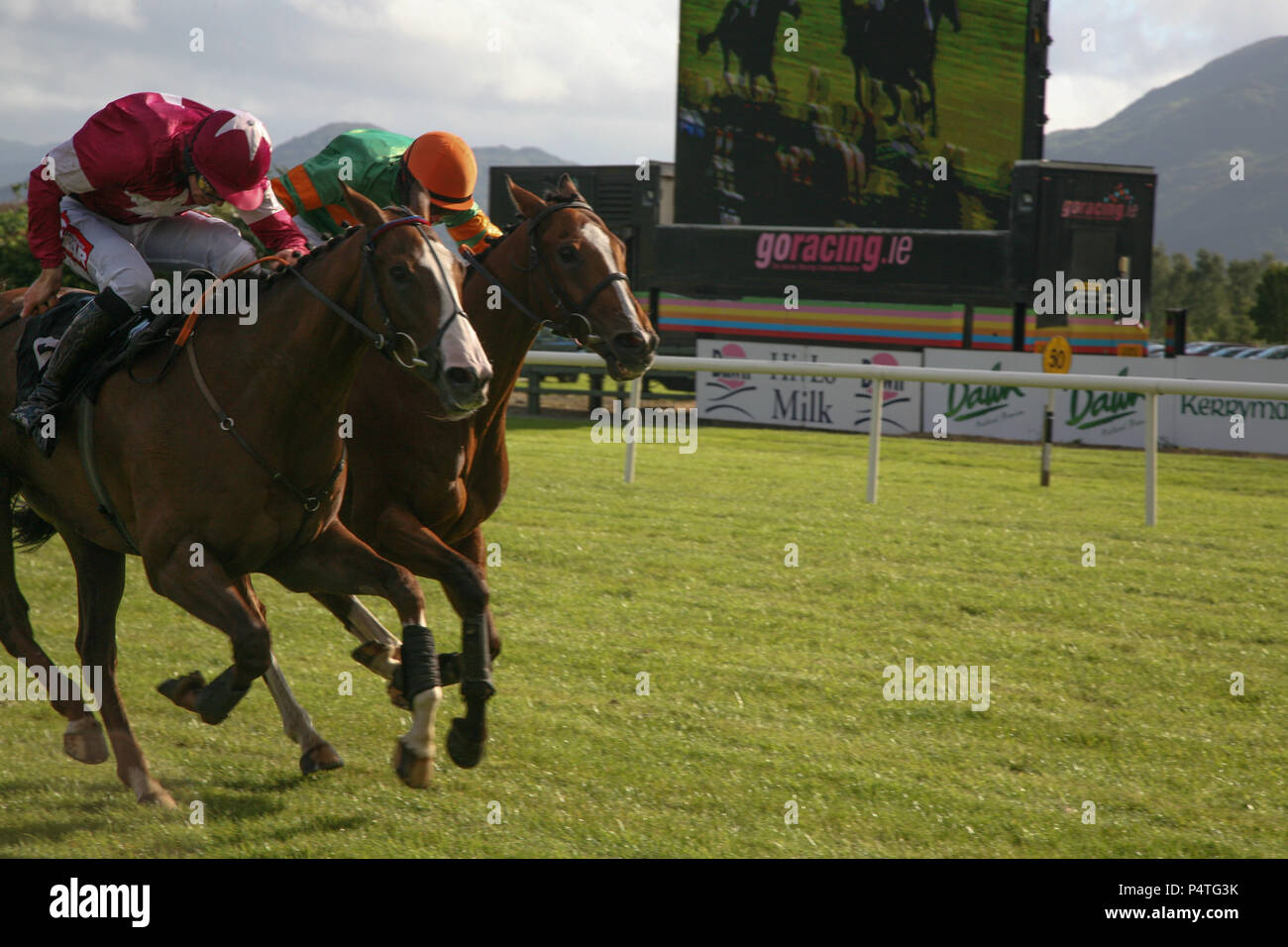 Horses neck hi-res stock photography and images - Alamy