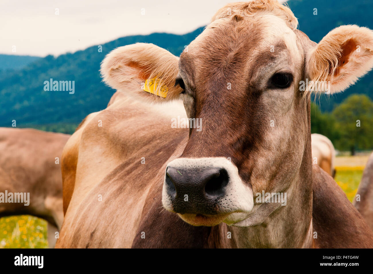 Portrait einer kuh deutschland hi-res stock photography and images - Alamy