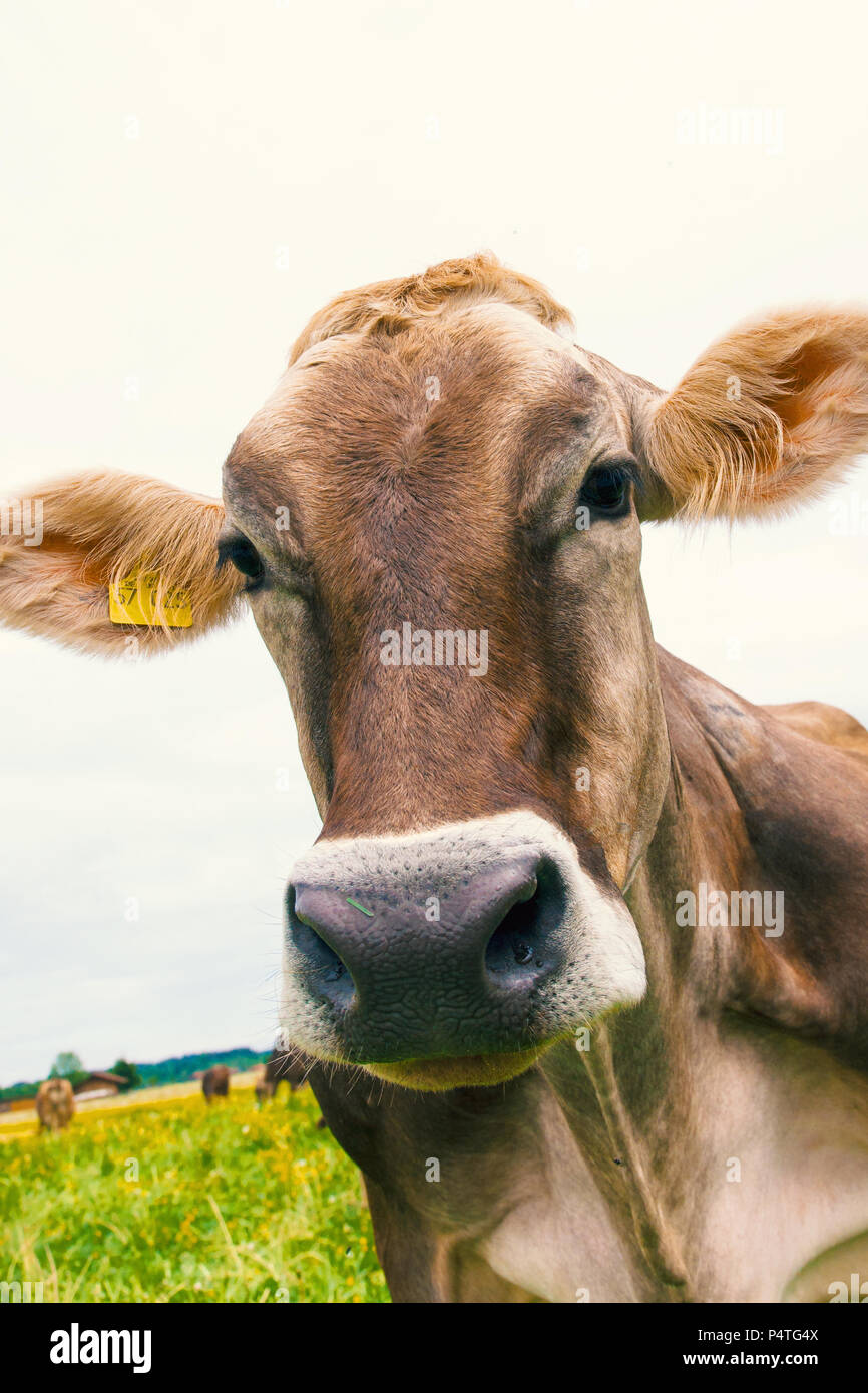 Kuh portrait hi-res stock photography and images - Alamy