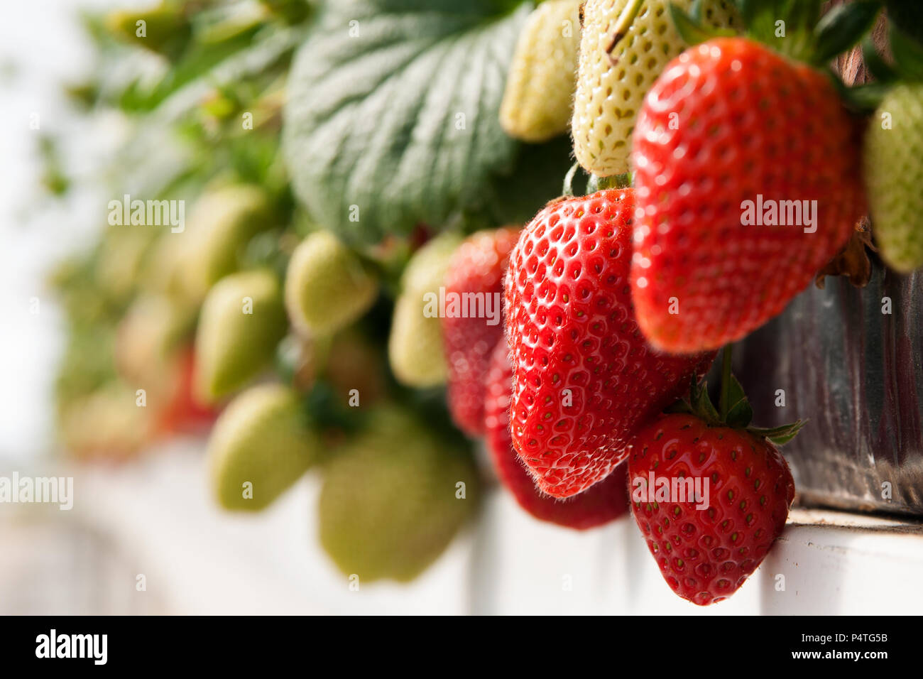 Erdbeerbauer hi-res stock photography and images - Alamy