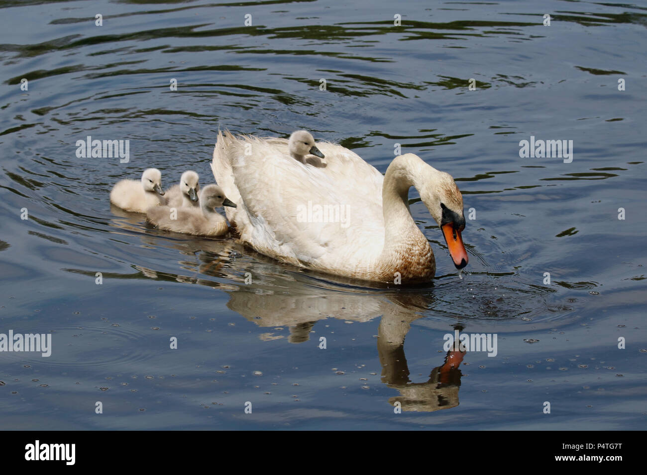 Swan carrying cygnet hi-res stock photography and images - Alamy
