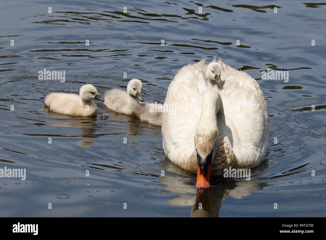 Swan carrying cygnet hi-res stock photography and images - Alamy
