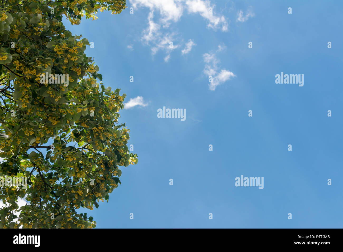 Linden tree flowery on the blue sky background Stock Photo - Alamy