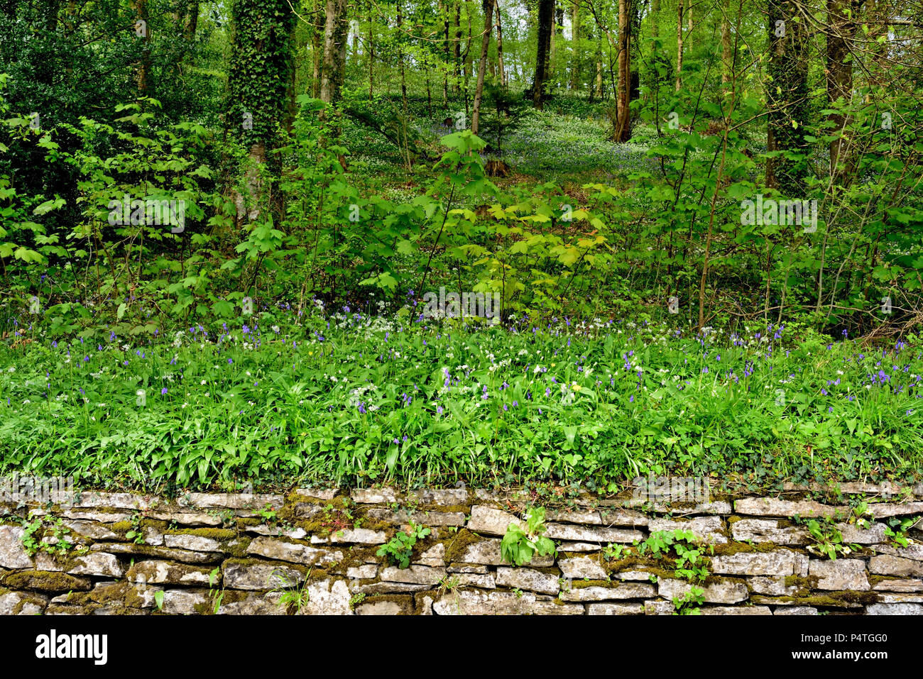 Spring wildflowers growing in a British woodland Stock Photo - Alamy