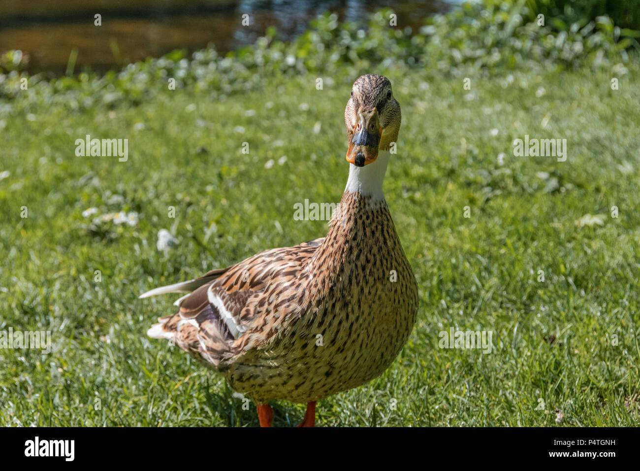 Close-up of a duck in a park in the city of Amsterdam. netherlands ...