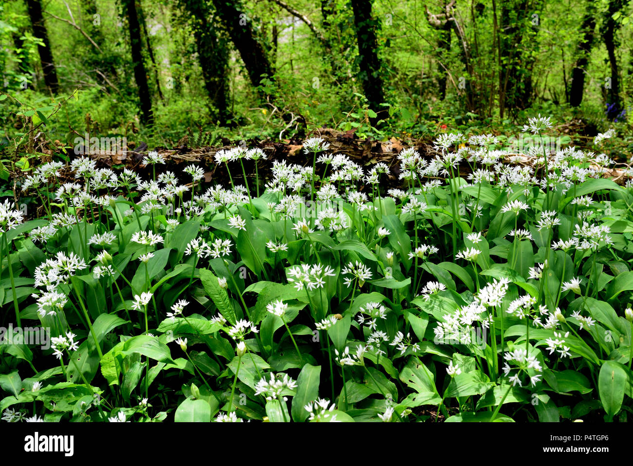 Spring wildflowers growing in a British woodland Stock Photo - Alamy
