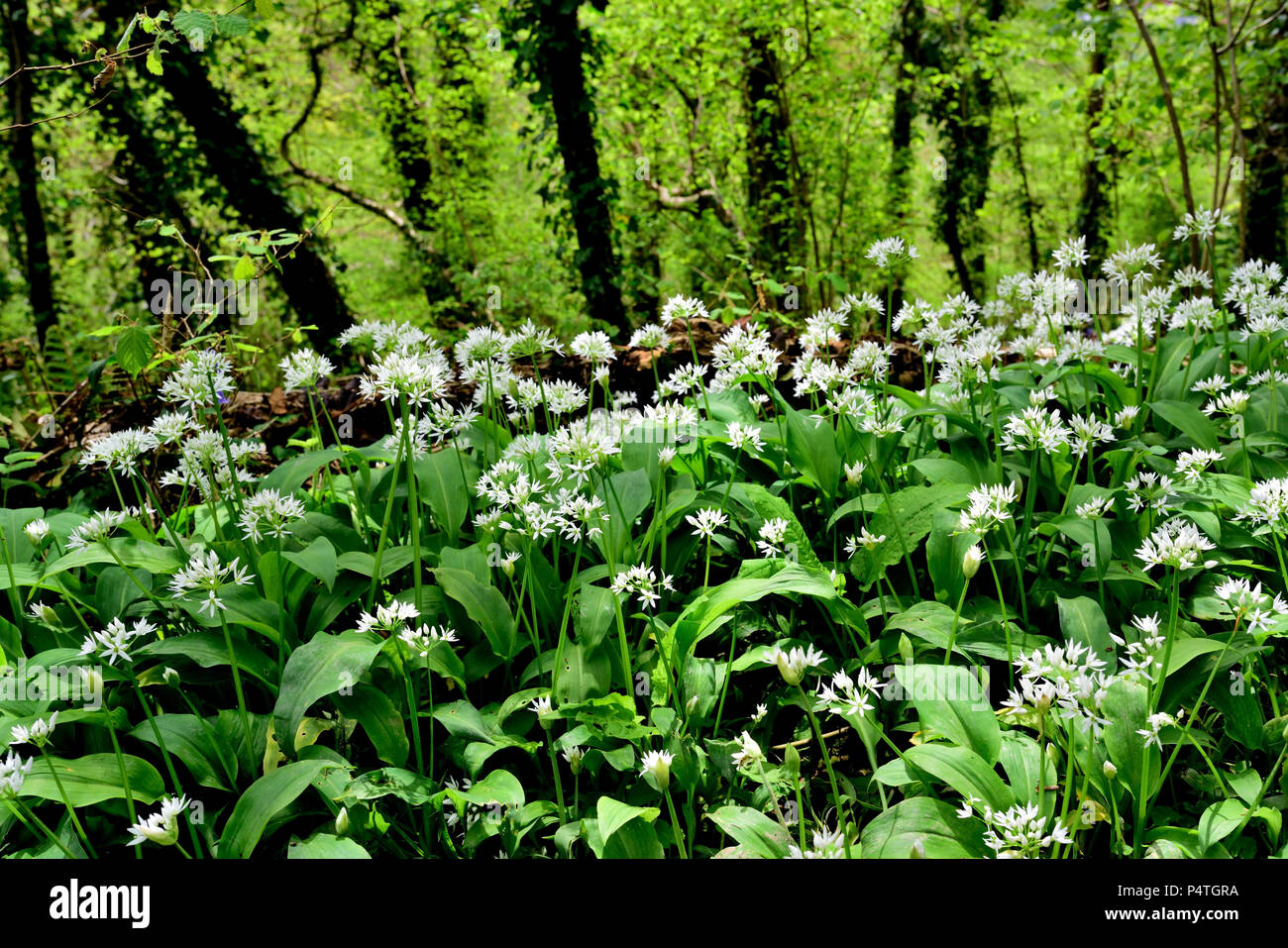 Spring wildflowers growing in a British woodland Stock Photo - Alamy