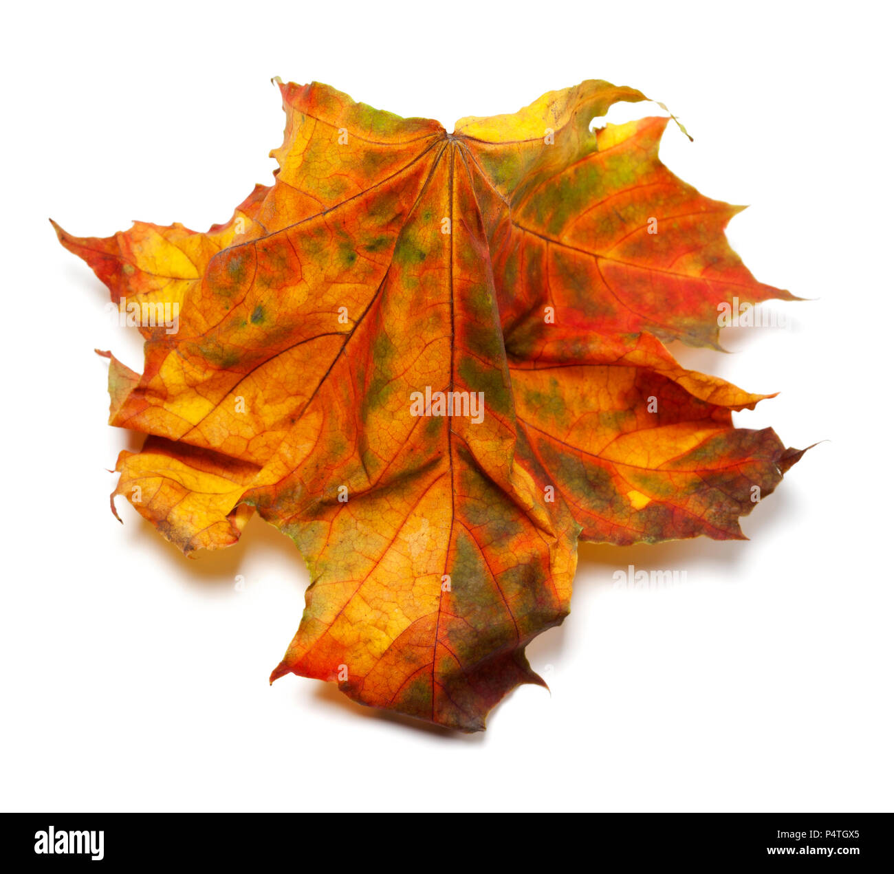 Crumpled leaf hi-res stock photography and images - Alamy