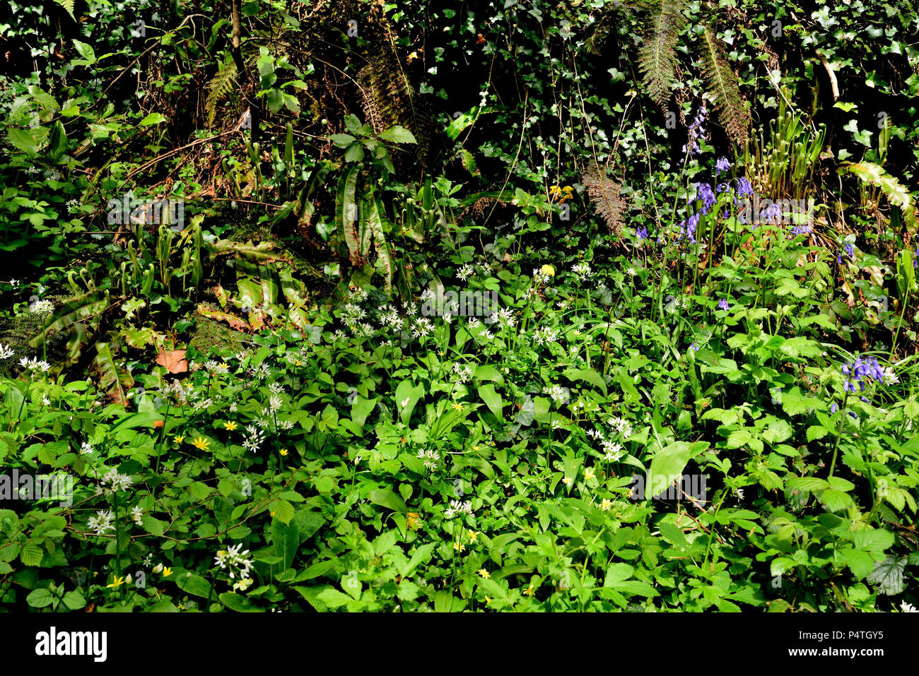 Spring wildflowers growing in a British woodland Stock Photo - Alamy