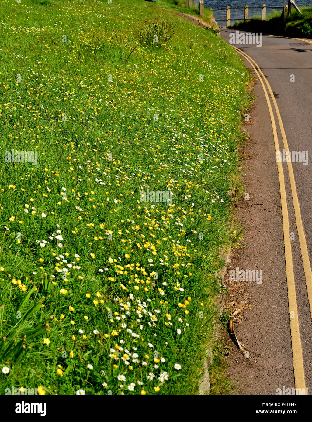 Wildflowers growing on roadside hi-res stock photography and images - Alamy
